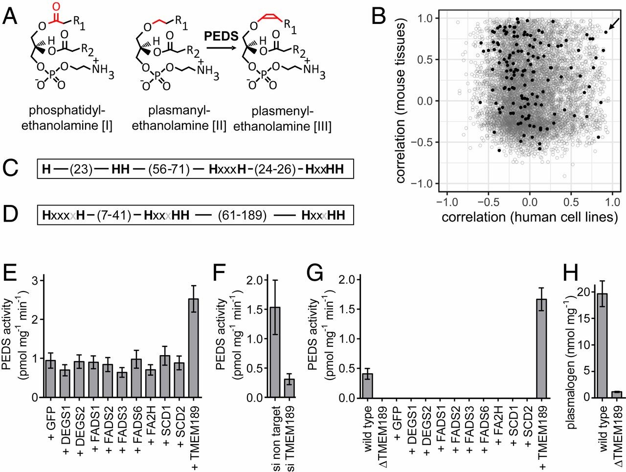 TMEM189 identified as the human enzyme for plasmalogen synthesis ...
