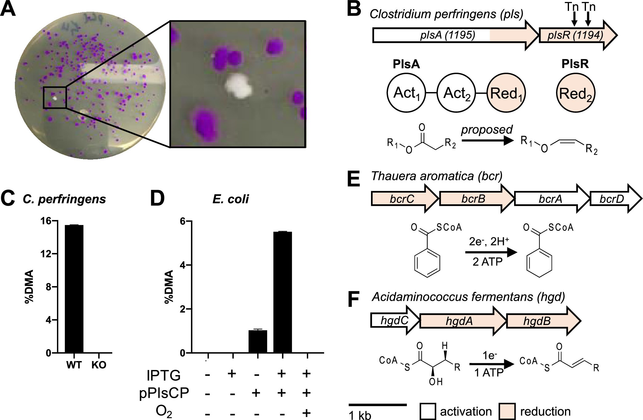 Plasmalogen Biosynthesis by Anaerobic Bacteria｜Articles｜News ...